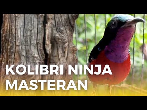 Kolibri Ninja #birds #colibrí #konin - YouTube