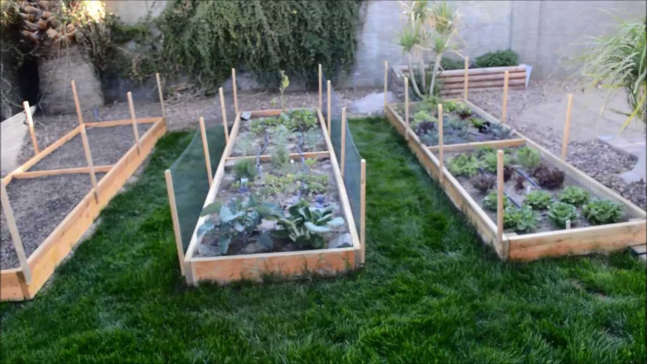 Raised Garden Beds Vegetable Garden In Phoenix Arizona YouTube