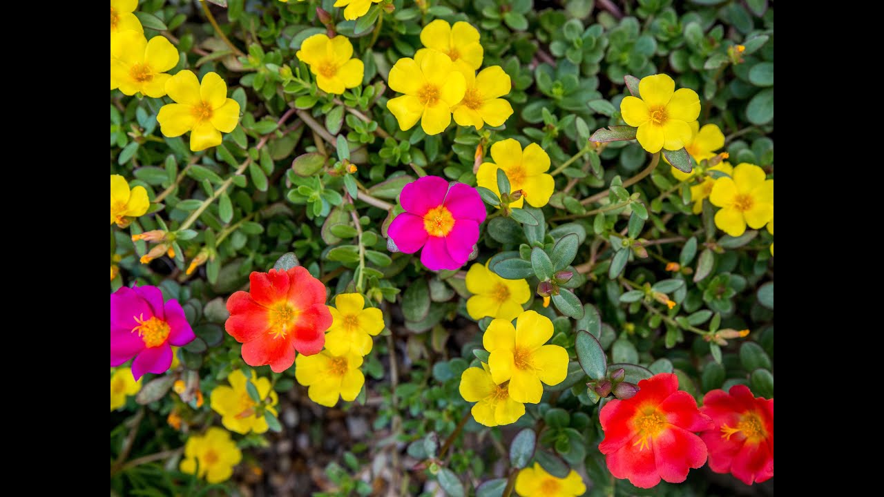 Perfect Plants For Walkway Borders - YouTube