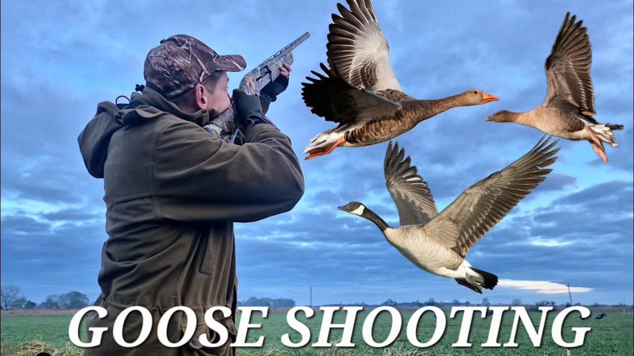 GOOSE SHOOTING OVER DECOYS - YouTube