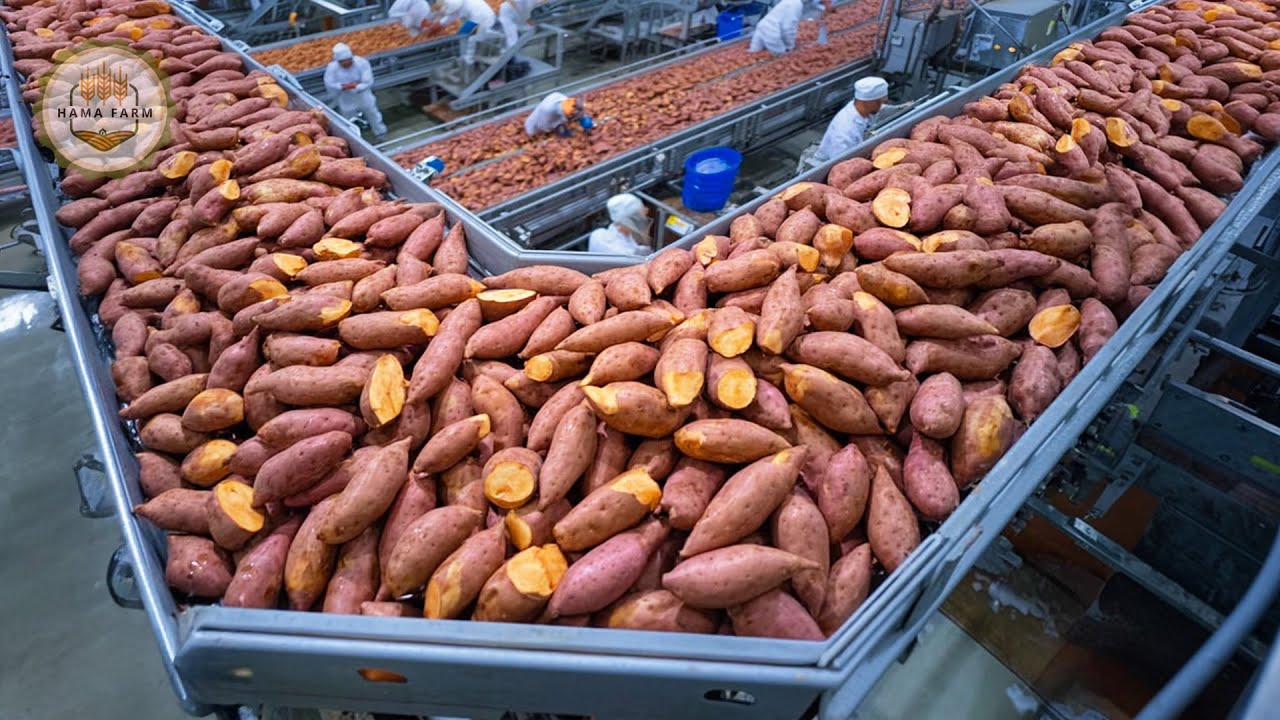 How to Process 2.5 Million Pounds Of Sweet Potatoes Processing In A ...