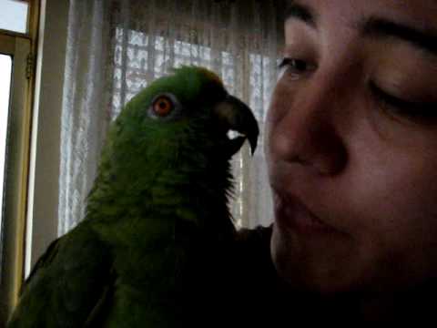 Perico hablando - YouTube