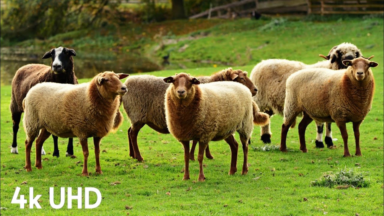 | Sheep 4k videos | Sheep videos for kids | Sheep video national ...