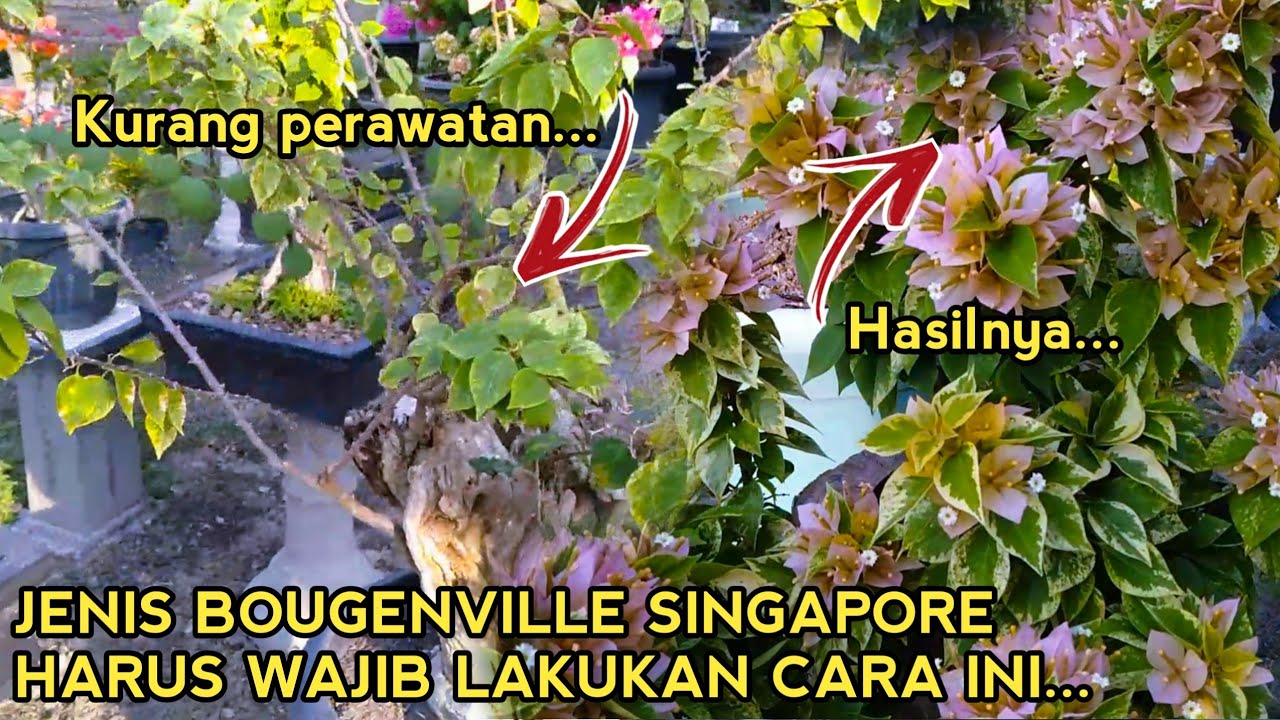 MERAWAT BOUGENVILLE SINGAPORE SUPAYA BERBUNGA RIMBUN - YouTube