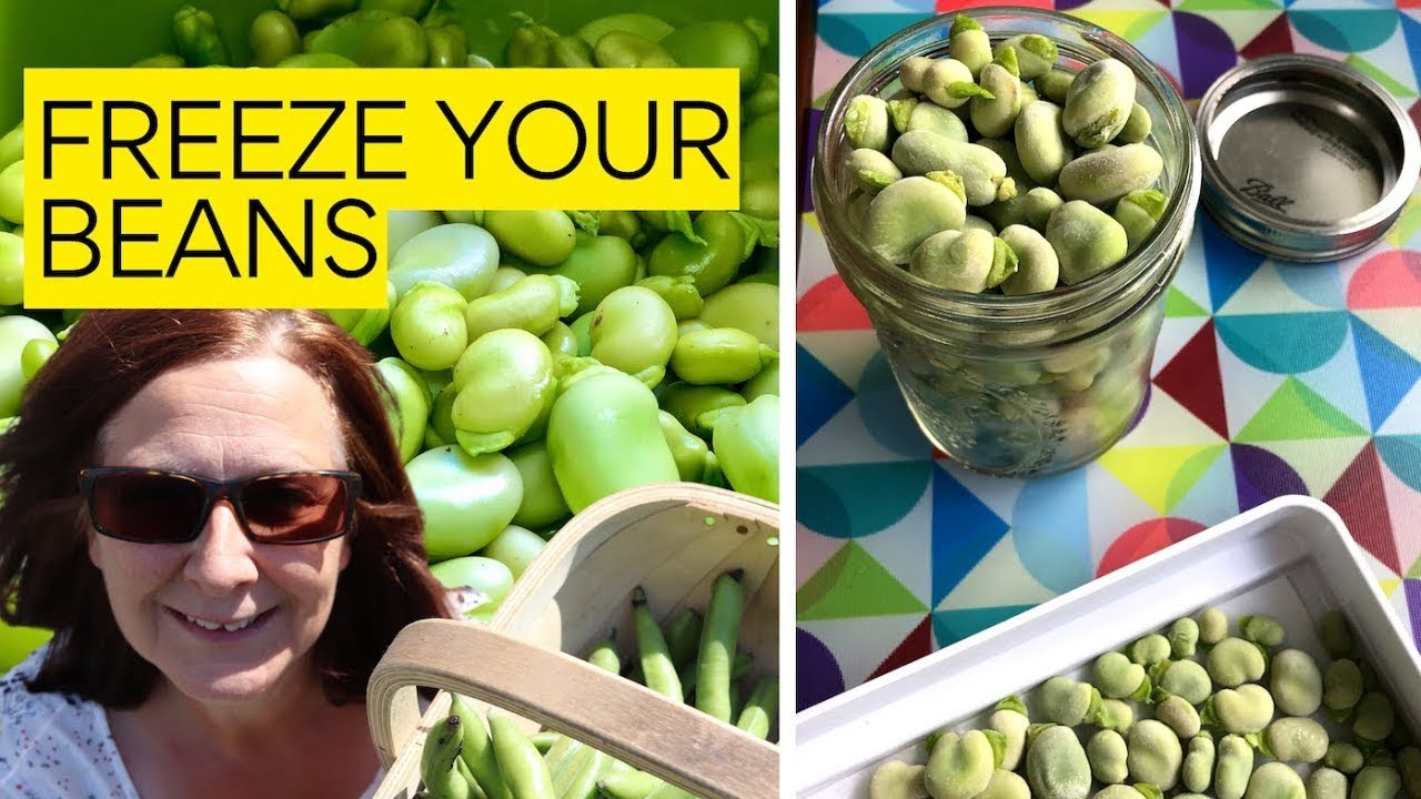 How To Freeze Home Grown Broad Beans Fava Beans YouTube how-to-freeze-home-grown-broad-beans-fava-beans-youtube