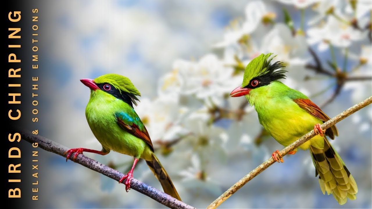 Bird Sounds for Better Sleep - Nature's Lullaby - Soothe Your Mind and ...