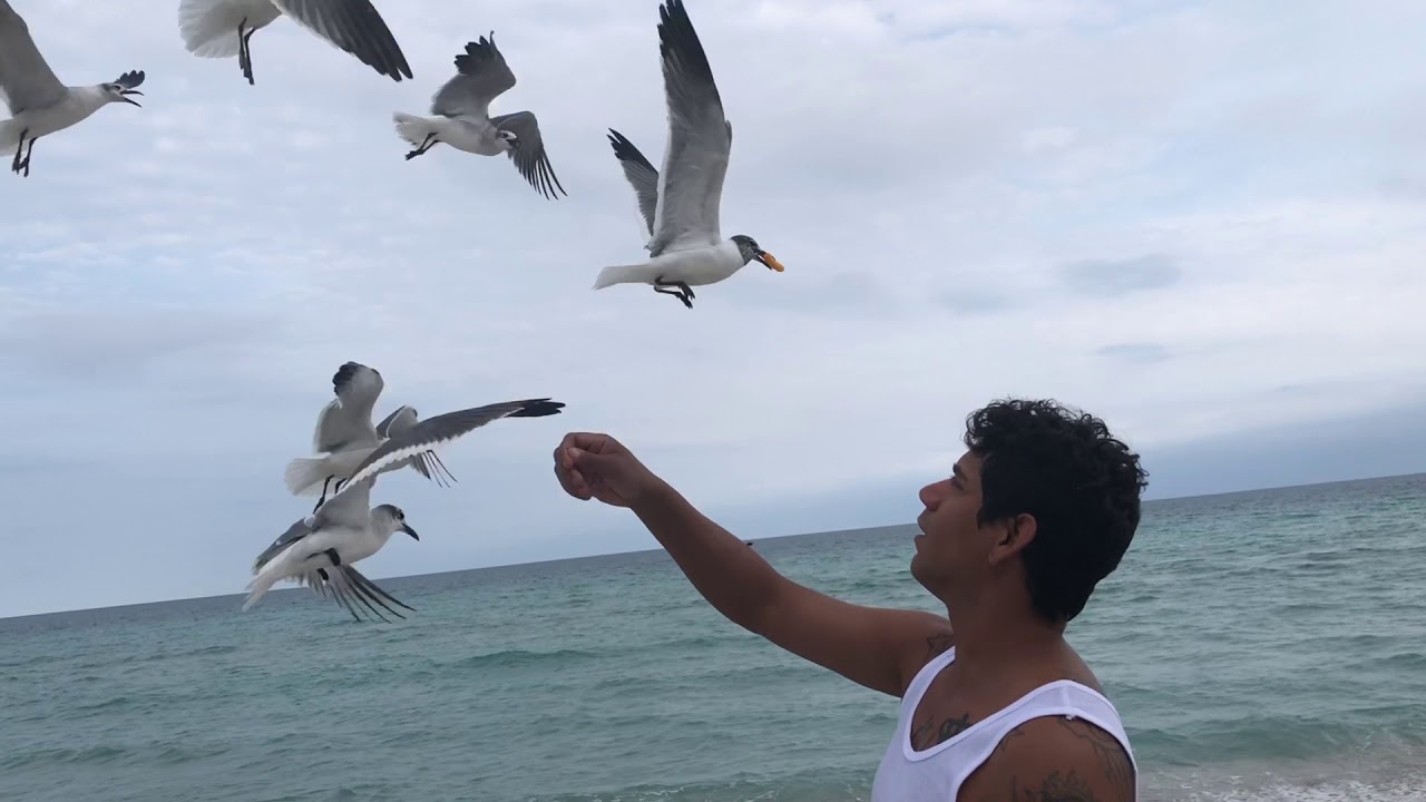 Seagull Poops On Me - YouTube