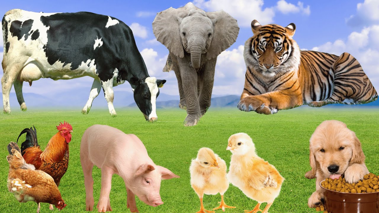 Happy Forest Animals : Lion, Tiger, Fox, Monkey, Donkey, Rabbit ...