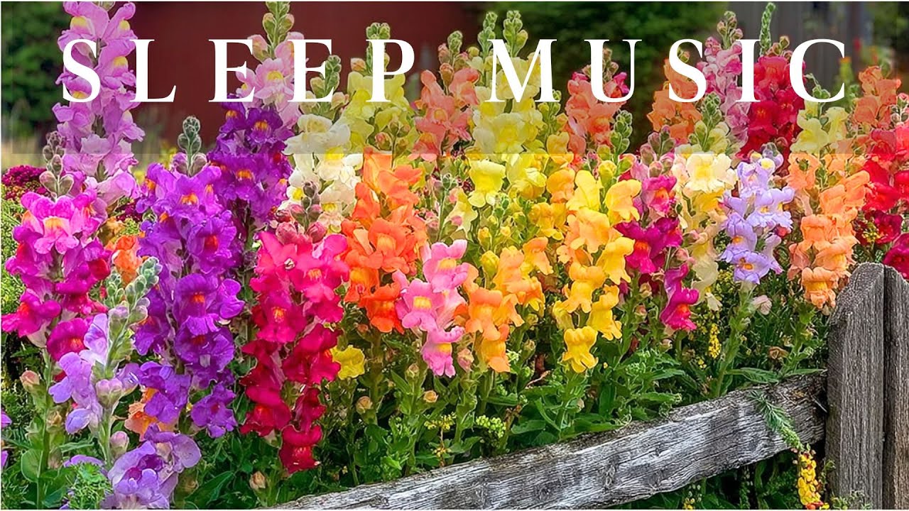 Great Relaxing Sleep Music 🌼 Soothing Sounds to Soothe the Nerves ...
