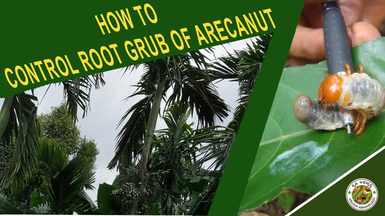 How this method is effective in controlling root grubs. - YouTube