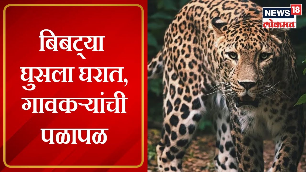 बिबट्या घुसला घरात, गावकऱ्यांची पळापळ | Gavakadchya Batmya | Marathi ...