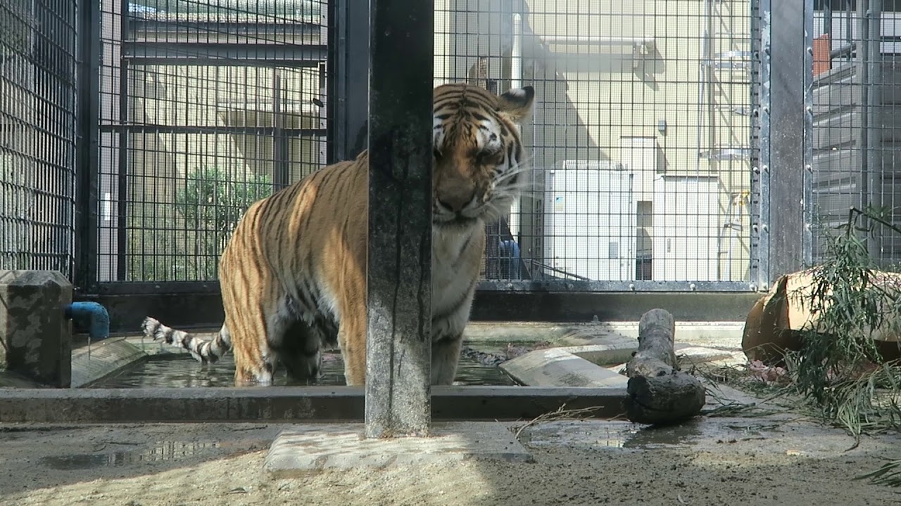 #18 Sep 2017 Amur tiger at Kyoto zoo, Kyoto, Japan - YouTube