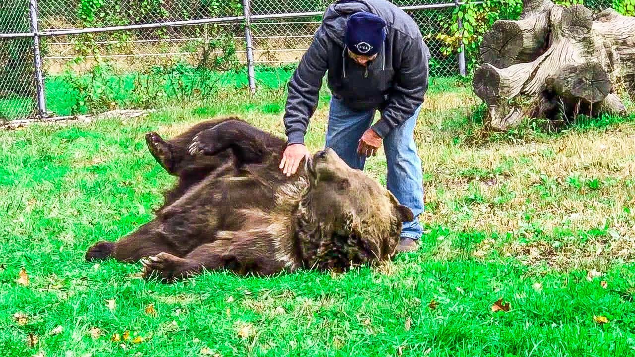 Man befriends a bear over the years and then she brings her cubs to ...
