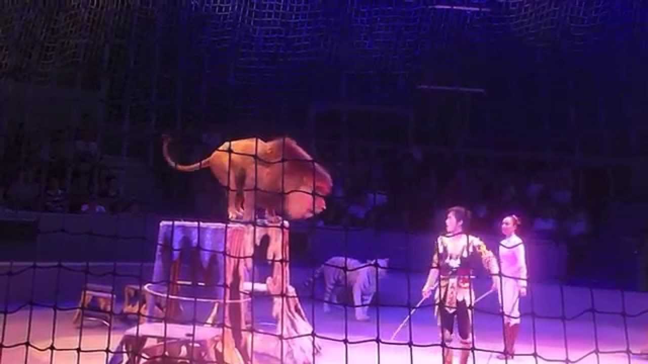 Chinese Circus in Shanghai China 上海马戏团 - YouTube