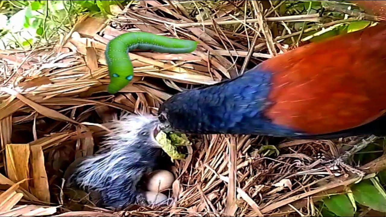 Greater coucal birds force babies to eat big blue worms - YouTube