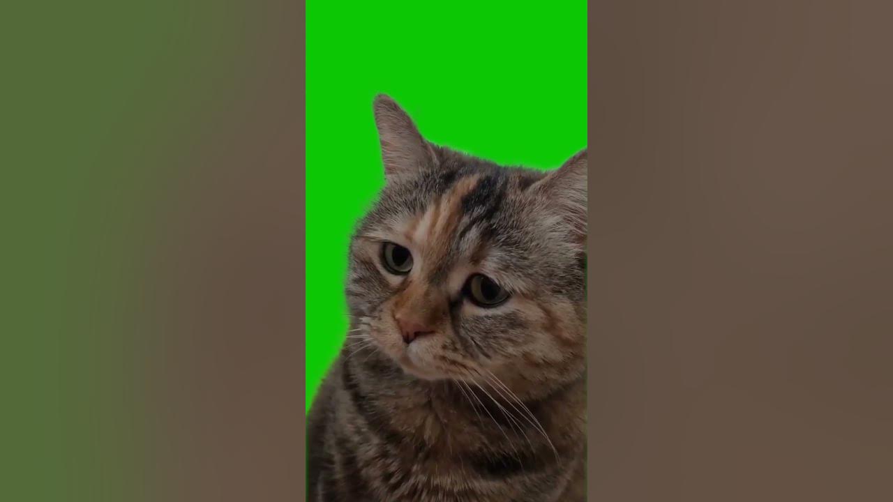 Sad Cat Meowing Meme Green Screen Vfxnoob Youtube