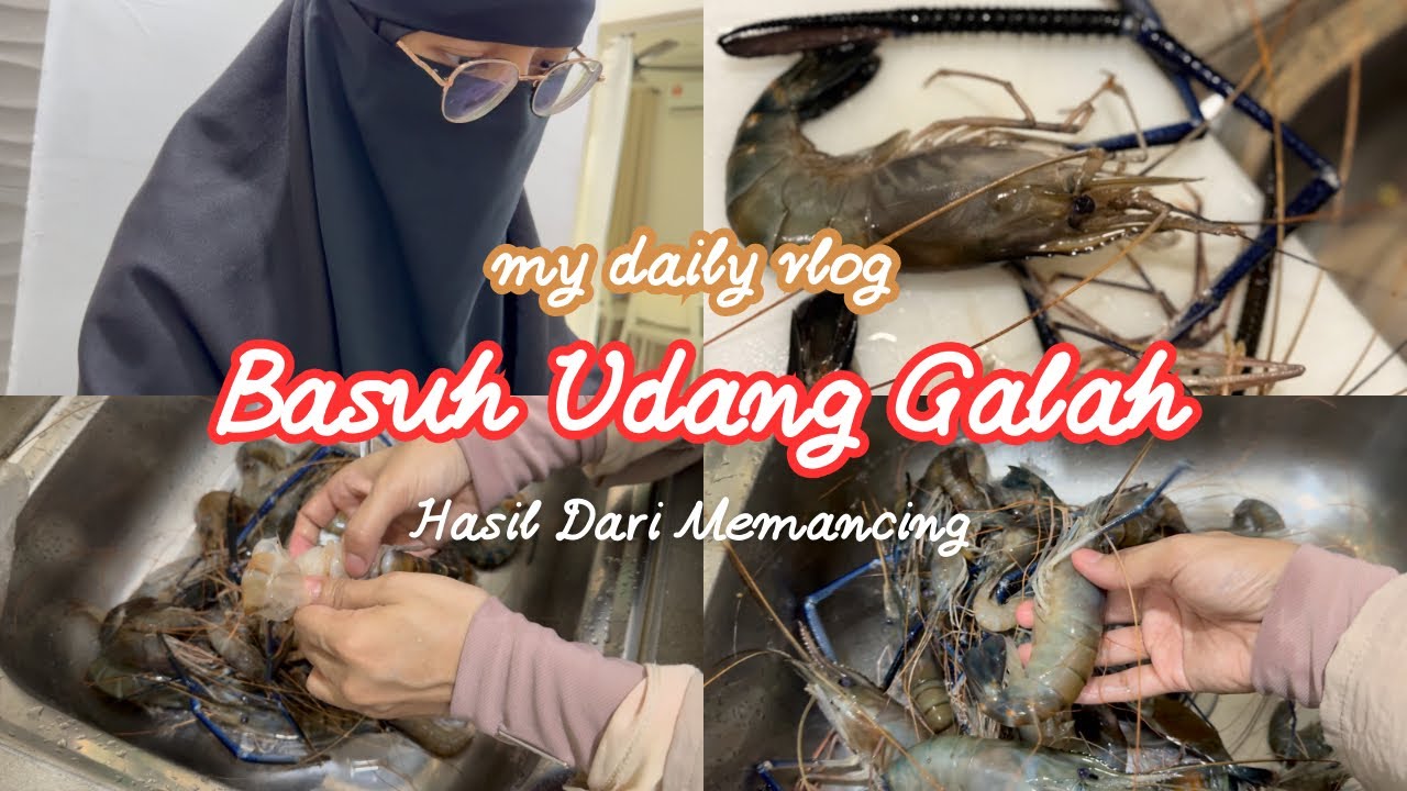 Basuh dan Cuci Udang Biru Hasil Suami Memancing - YouTube