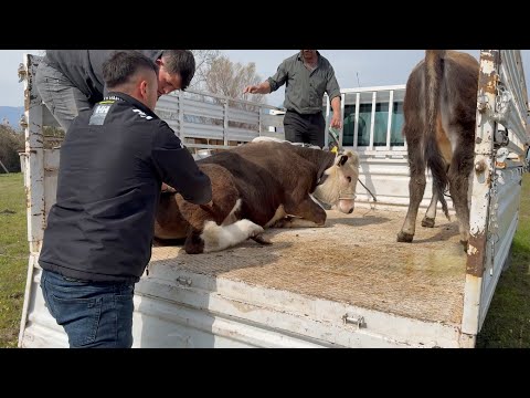 HÜLKİ VE NAZO YU ALMAYA GELDİLER TAŞINMA HAZIRLIKLARI BAŞLADI