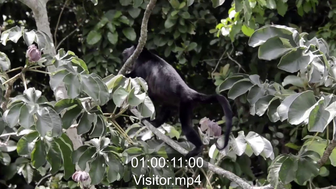 10 Timecode Burn In - YouTube