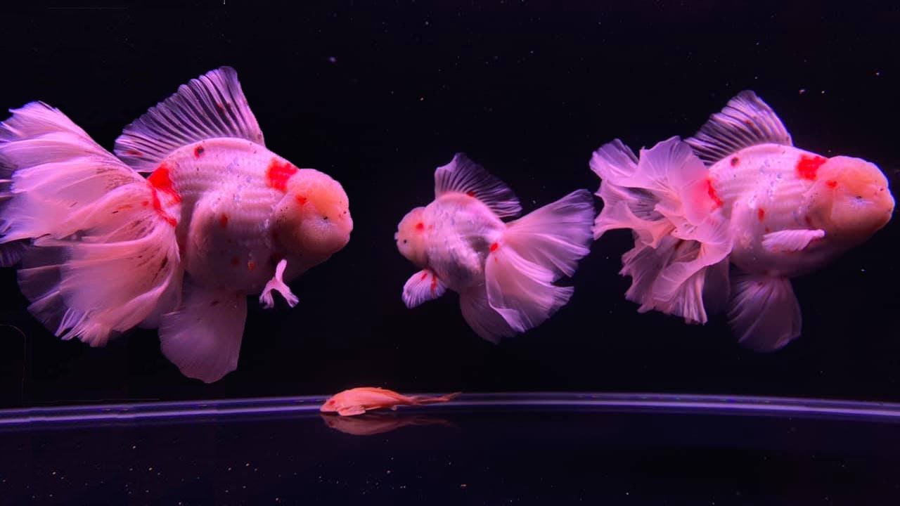 Super beautiful and high quality goldfish collection - YouTube