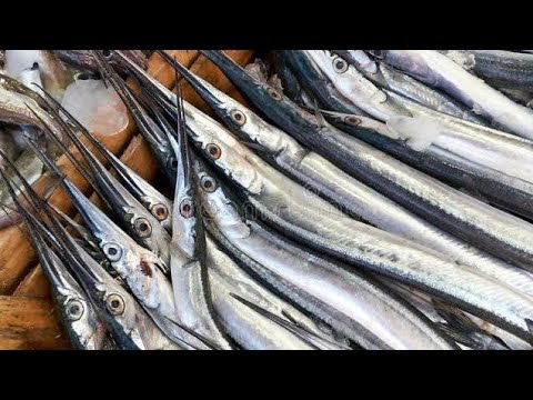 kolaan fish cleaning/Garfish or Pipefish cleaning easy method/കോലാൻ മീൻ ക്ലീൻ ചെയ്യാം