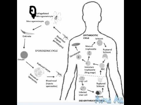 Life Cycle Of Plasmodium - Explanation with diagram - BIEK - Biology ...
