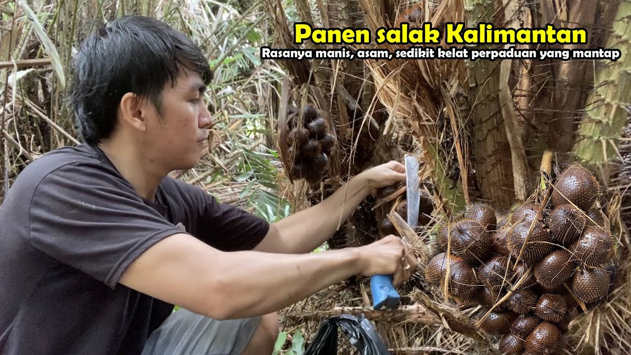 PANEN SALAK KALIMANTAN LAGI - YouTube
