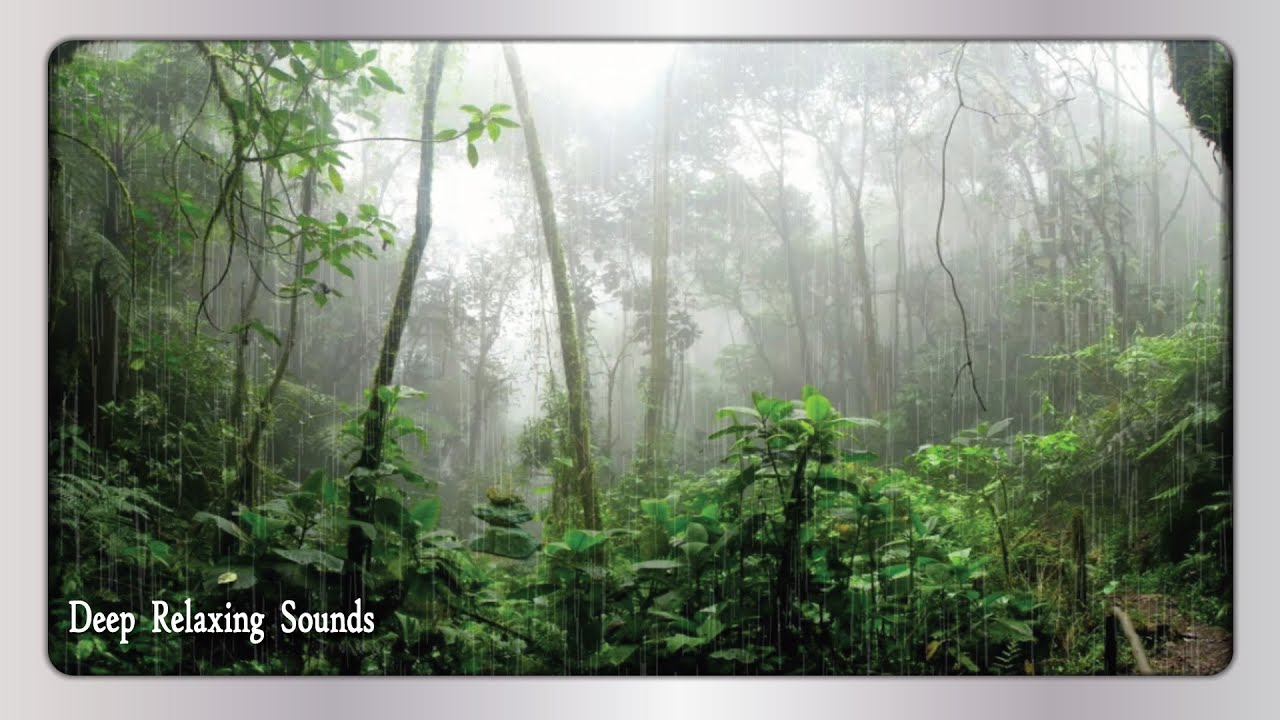 Relaxing Rain Sounds, Natural Rainforest Rain Sounds for Deep ...
