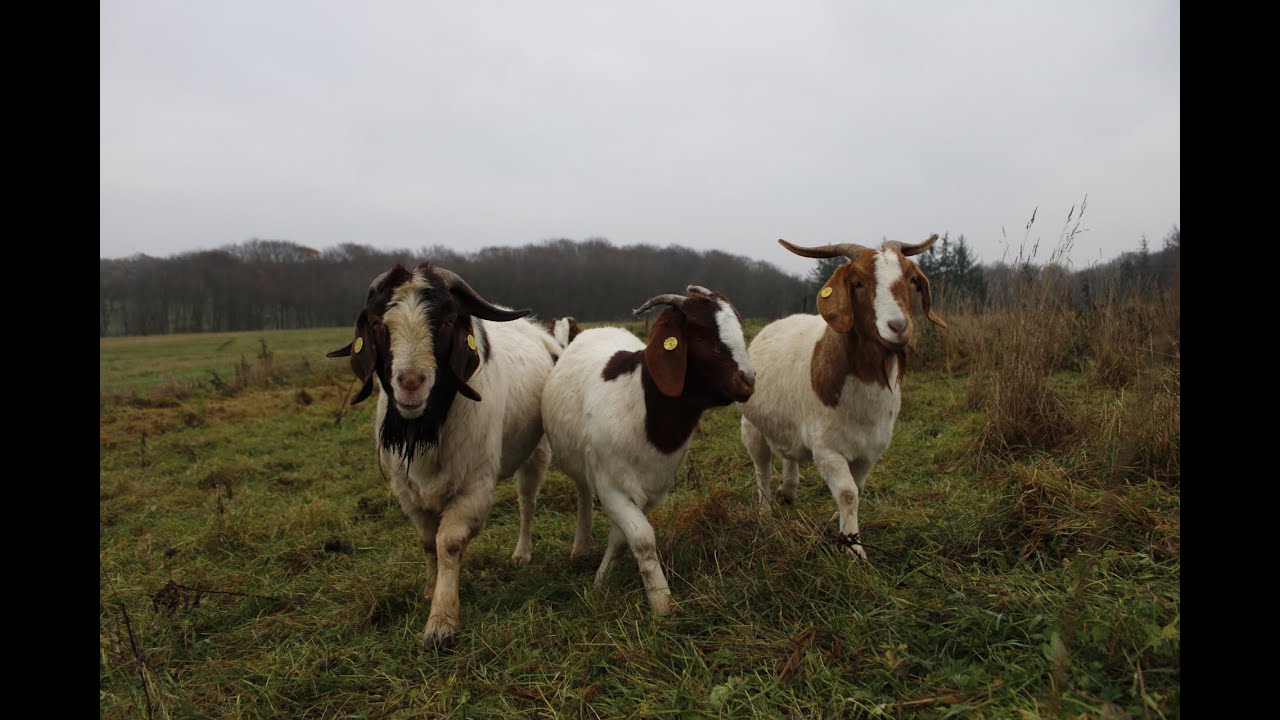 Dyrefilm 2018 - YouTube