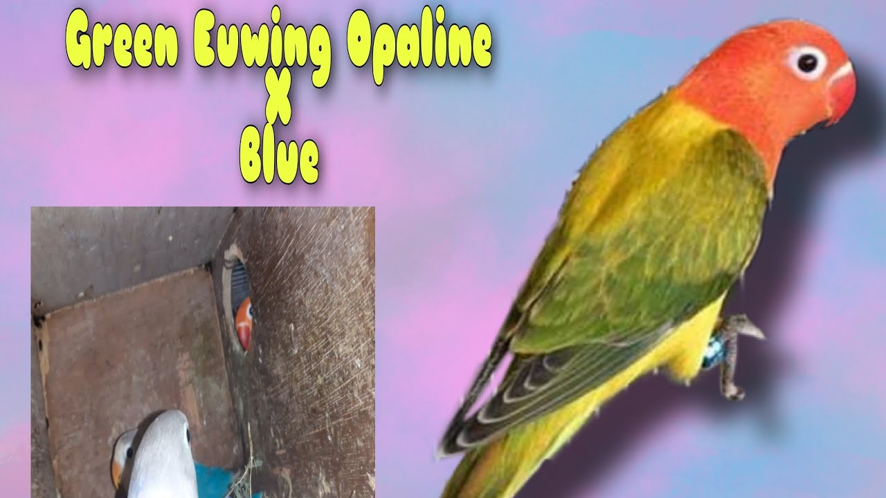 My Green Euwing Opaline - YouTube