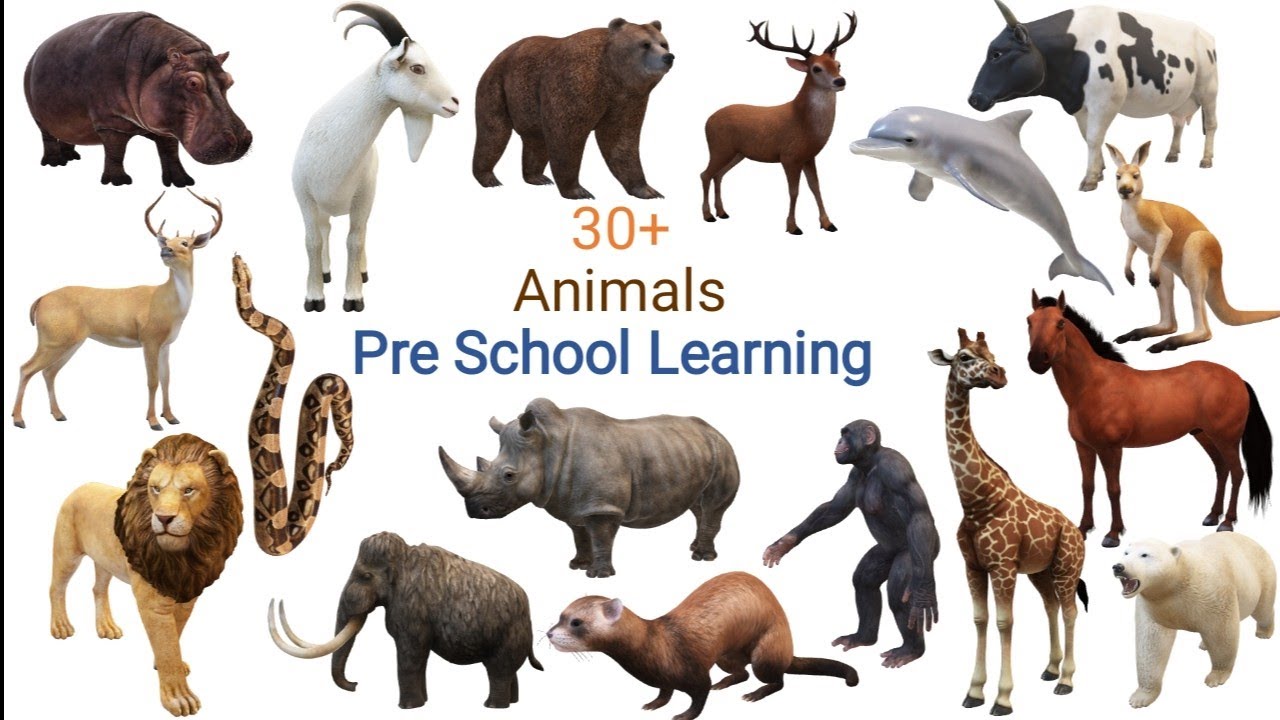 Animals name | kids videos| animals for kids | pre school learning ...
