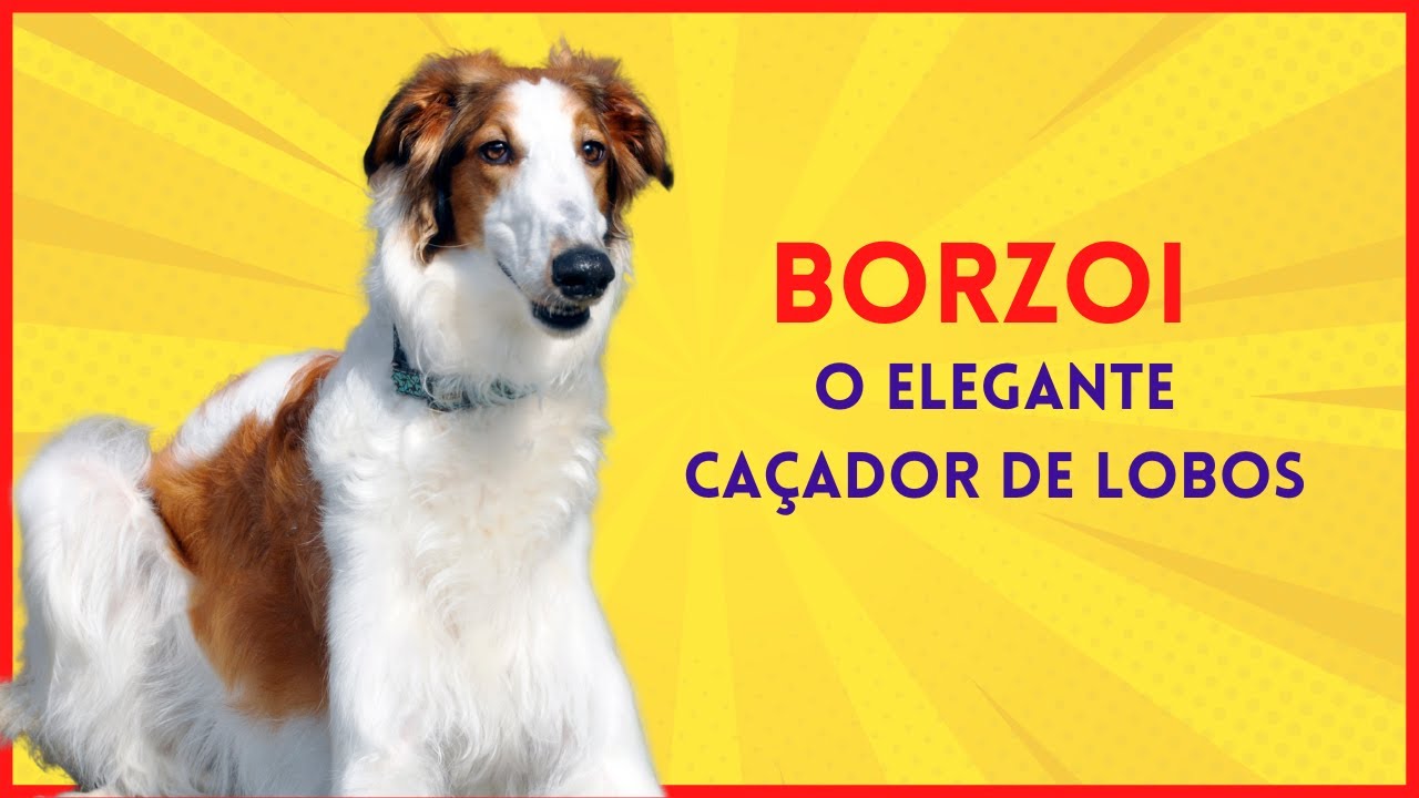 Borzoi: Tudo sobre a raça - Personalidade, Saúde, Características ...