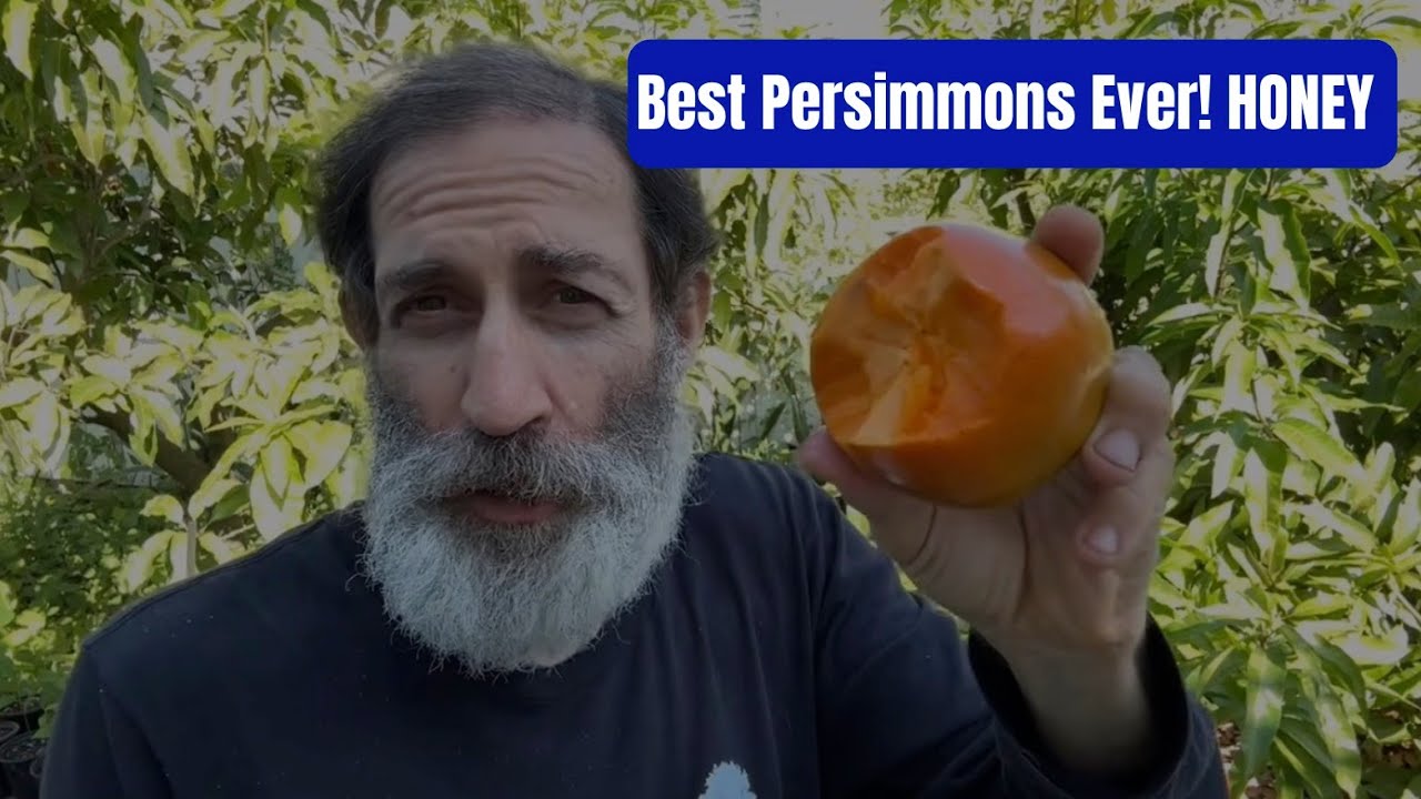 The Truth About Store-Bought Persimmons (Costco vs Publix vs Farm ...