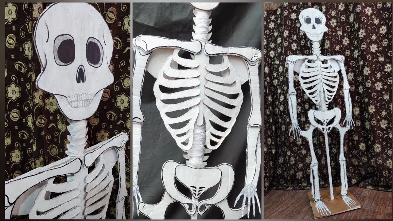 3 D Skeleton Model With Cardboard Sheet YouTube
