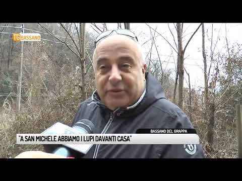TG BASSANO (17/01/2019) - “A SAN MICHELE ABBIAMO I LUPI DAVANTI CASA”