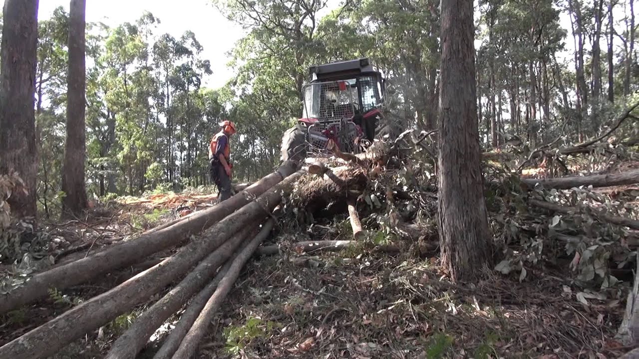 Typhoon Wombat Logging Winch Pulling 5 Large Logs - YouTube