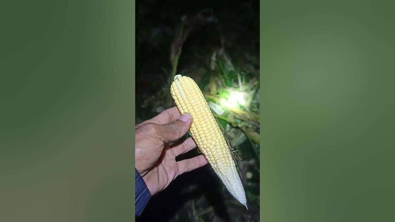 Habis 1 hektar lahan jagung dibuat hama babi #berburubabi - YouTube