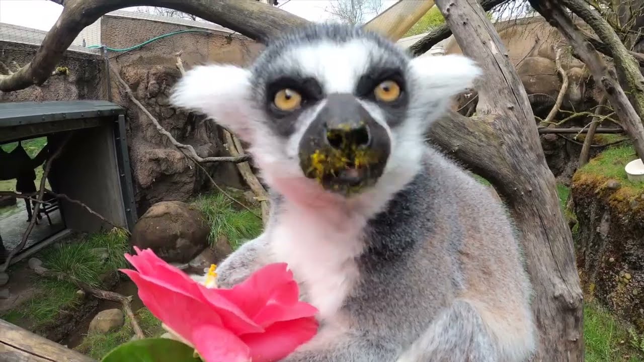 Ring Tailed Lemurs Eating Flowers