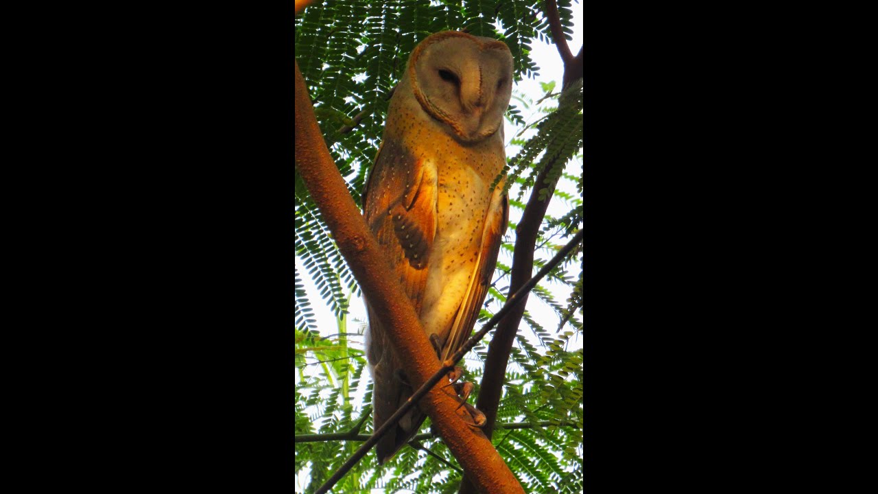 Dancing barn owl/Is barn owl rare in India/What is special about barn owl/ speciality of the owl ...