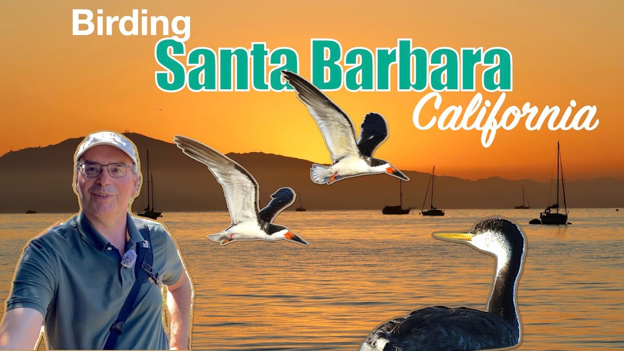 Birding in beautiful Santa Barbara, California! - YouTube