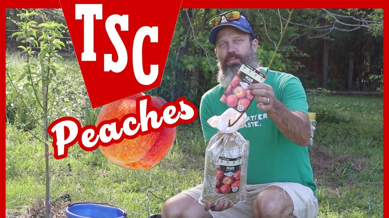 Tractor Supply Peaches, are they worth it? - Sam Houston Peach- EP 214 ...
