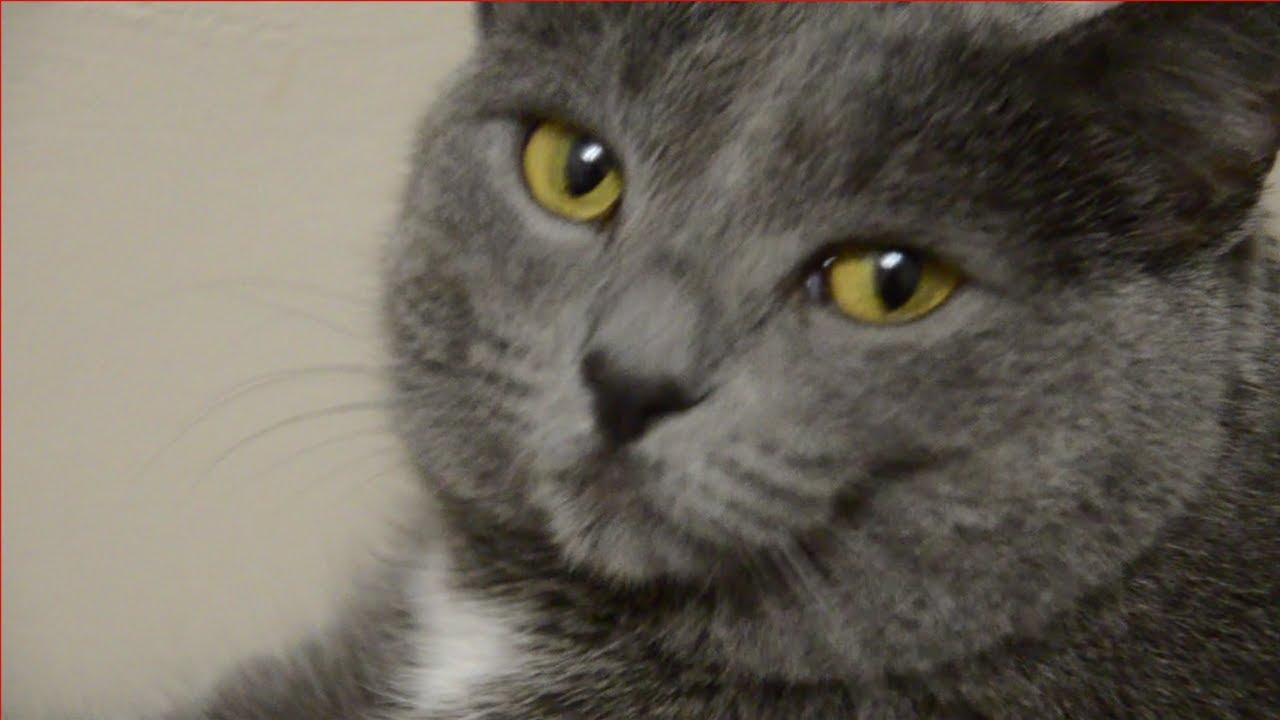 Comrade Cat, ep. 3: Execute Elect - YouTube