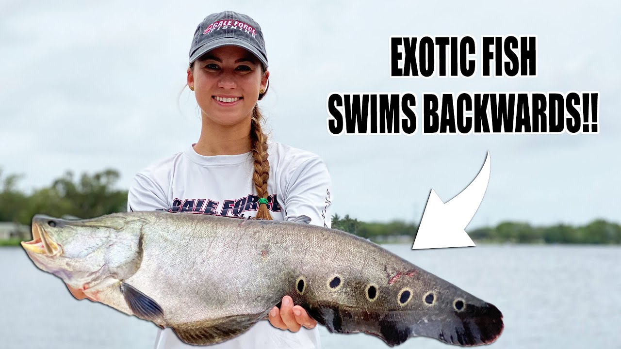 FISHING FOR EXOTIC FRESHWATER FISH - Clown knife fish + Peacock Bass at ...