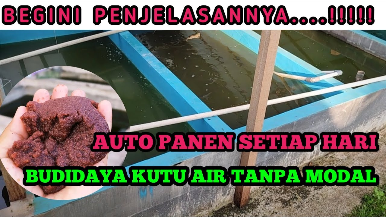 BUDIDAYA KUTU AIR GRATIS DENGAN MEDIA SEDERHANA - YouTube