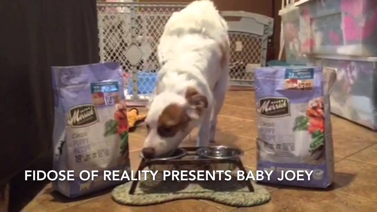 Baby Joey Loves Merrick Classic - YouTube