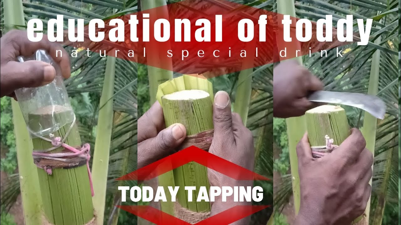 coconut toddy tapping of educational 🌴🌴688#trending#coconut tree - YouTube