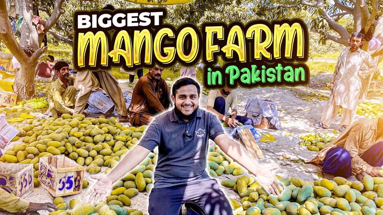 Exploring Biggest Mangoes Farm In Pakistan || Mango Season 2024 ...