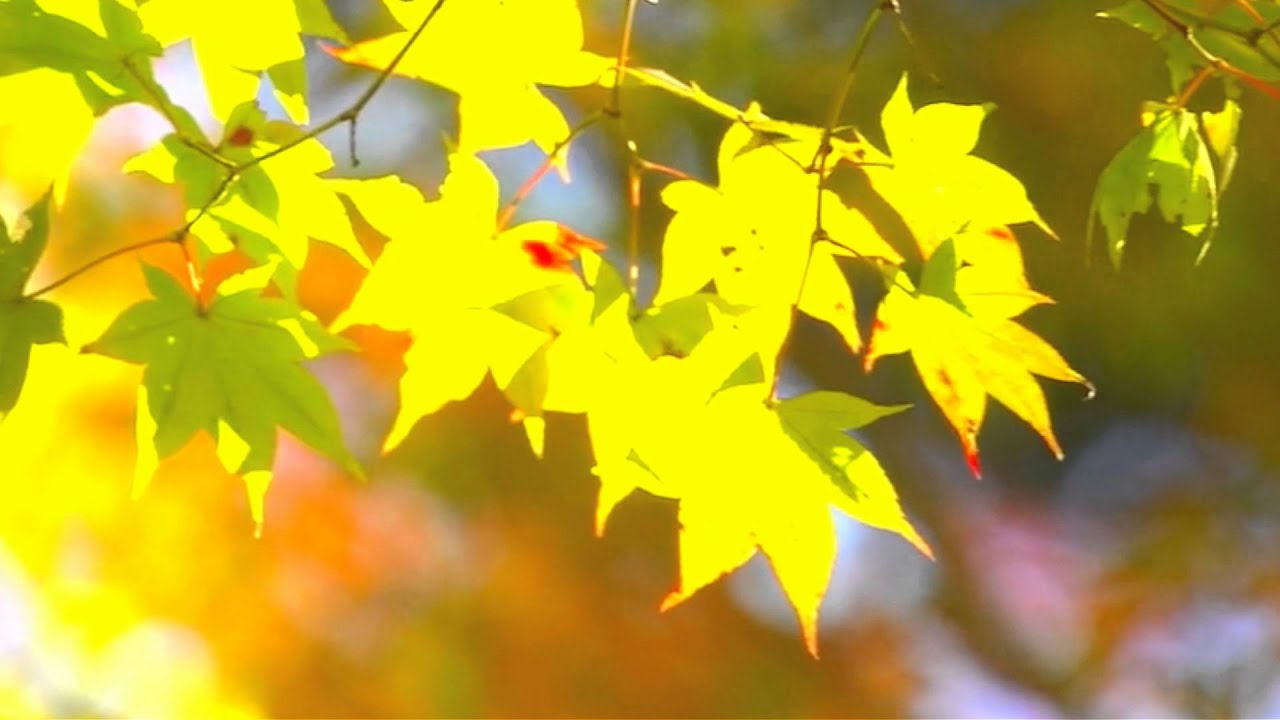 Autumn footage / Осенний футаж 51 - YouTube