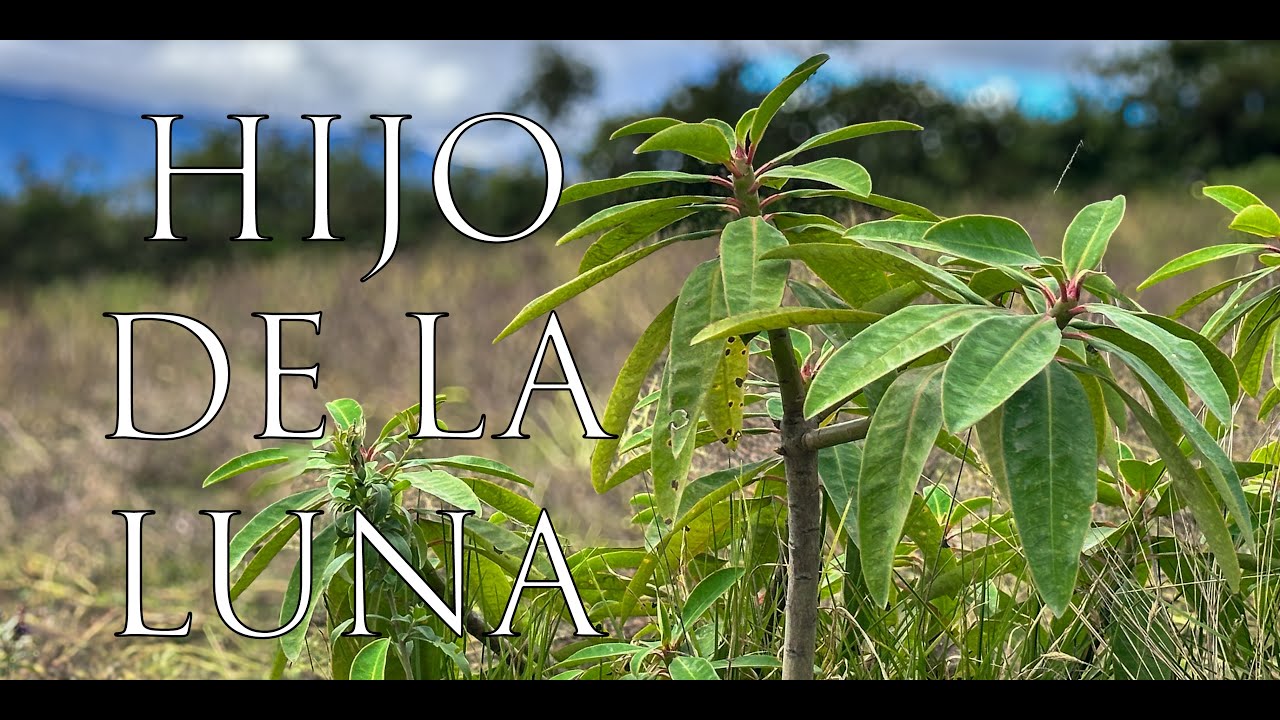 HIJO DE LA LUNA / ALEXANDER LOZA / MÚSICA DEL ALMA #panflute # ...