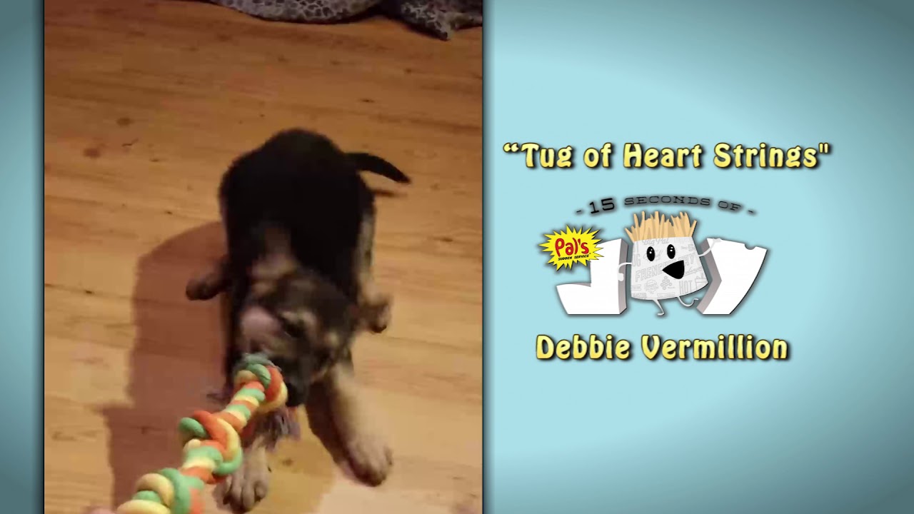 Pal's 15 Seconds of Joy "Tug of Heart Strings" - YouTube